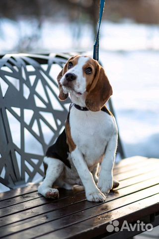 Бигль мальчик 4 месяца (толко ответственным и добр