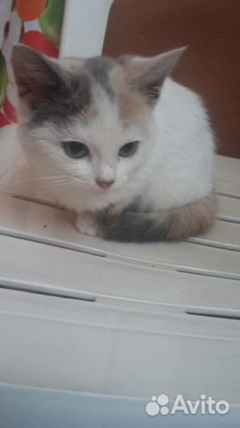 Лучшие котята ищут любящего хозяина