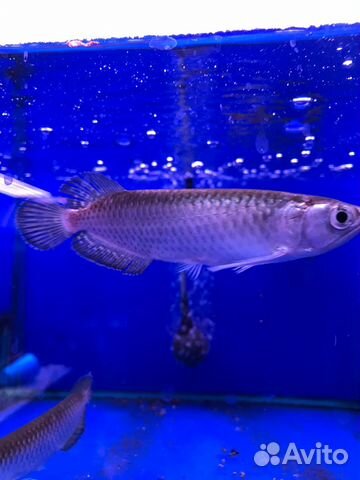 Арована джардини