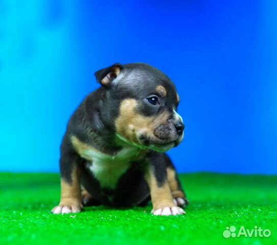 Американский Булли, черный триколор, девочка