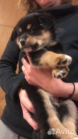 Маленькие щенки,помесь Сиба-ину и Папильона