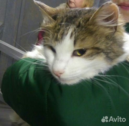 Молодой котик в мышках знает толк