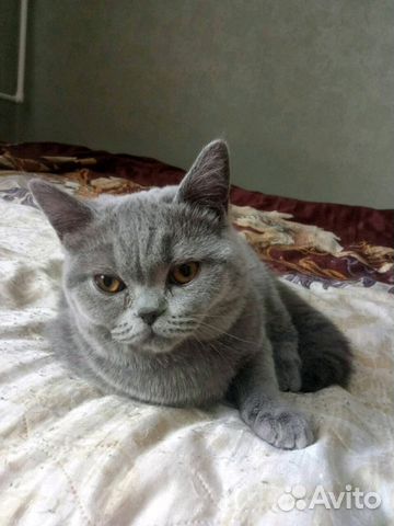 Британская