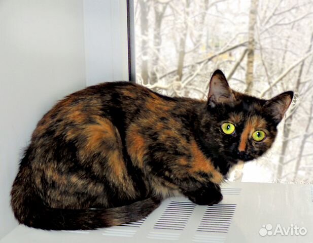 Черепаховая кошка в добрые руки