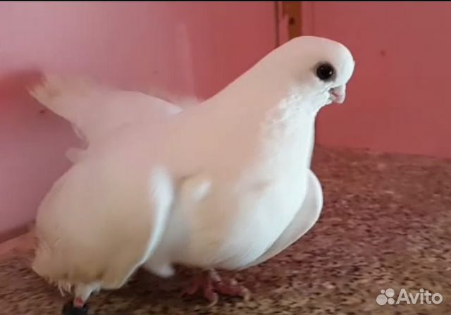 Крюковские голуби