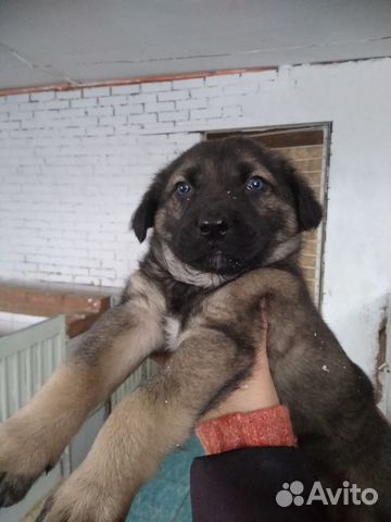 Метиса Лексуса с голубыми глазами в дар