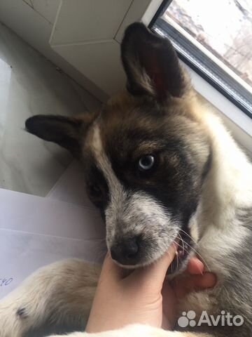 Добрые руки