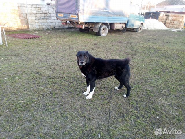 Алабай