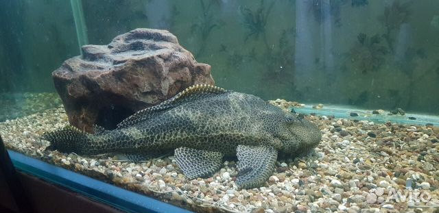 Птерегоплихт