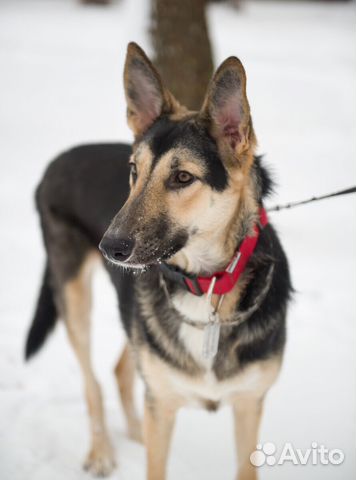 Ушастая красотка