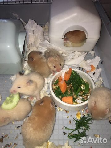 Сирийские хомячки