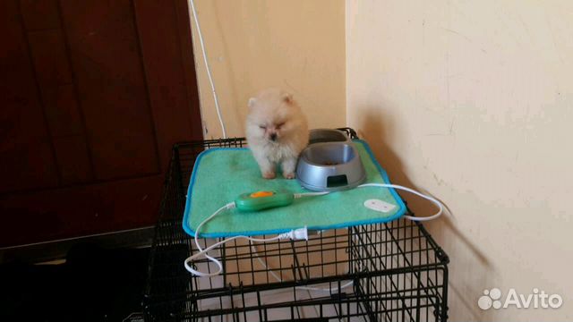 Милашка лисичка