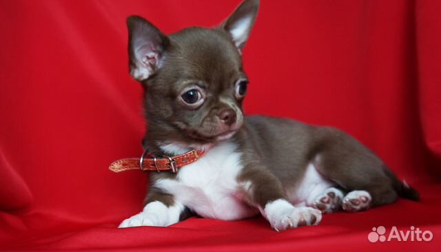 Очаровательный гномик