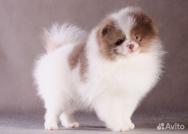 Померанский шпиц