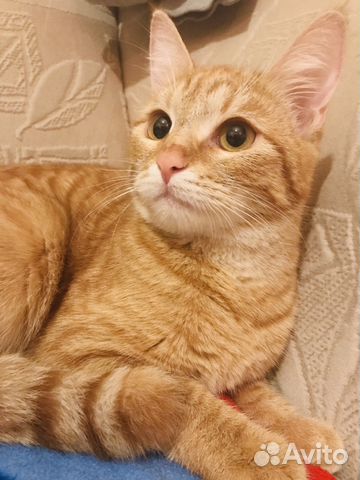 Кошечка в дар