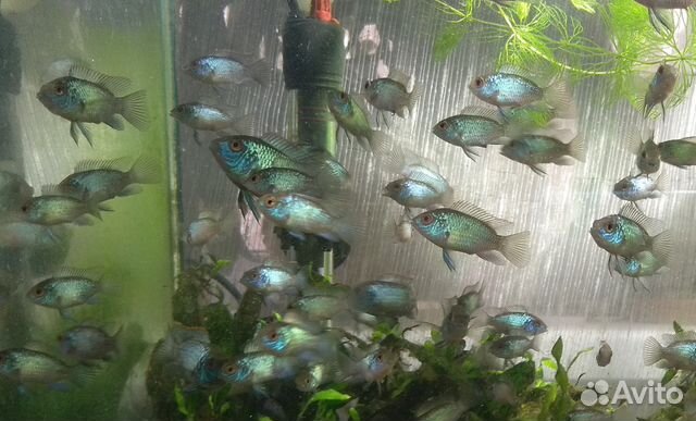 Наннакара Блю Неон