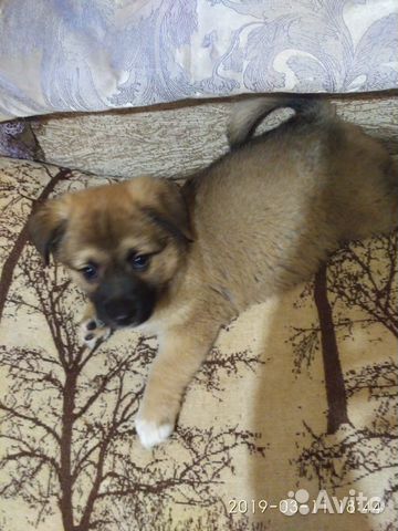 Щенята небольшие в добрые руки