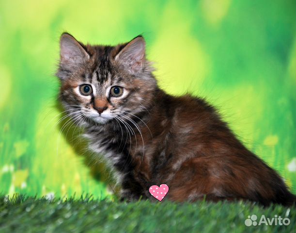 Курбобочка, девочка