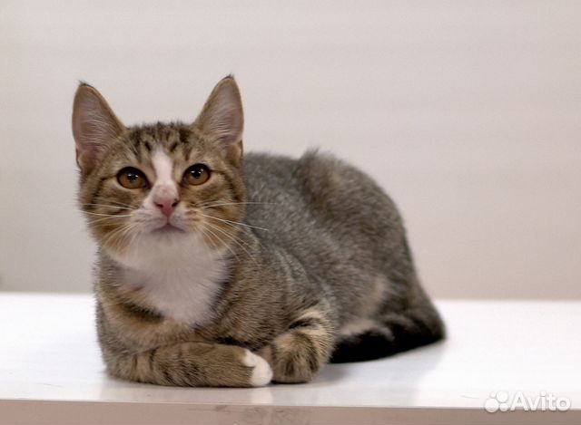 Котенок Яшенька ищет дом