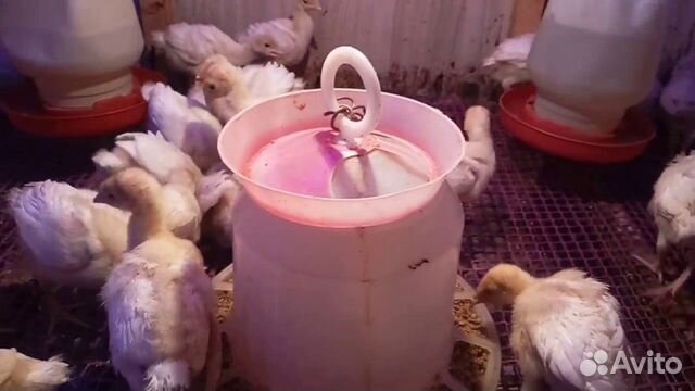 Продаю подрошенных индюшат