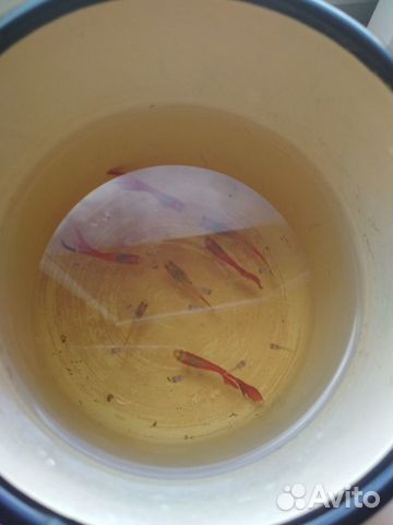 Отдам рыбок