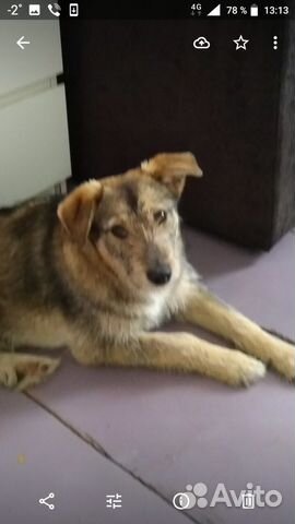 Пятнашка ищет дом