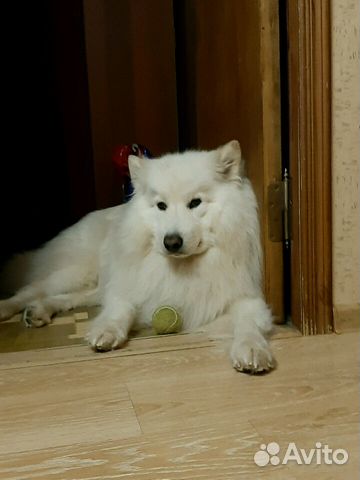 Вязка лайка самоед