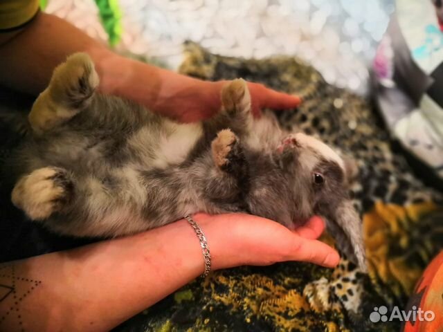 Кролик с клеткой