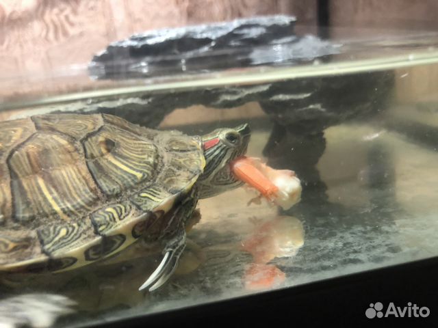 Черепаха красноухая