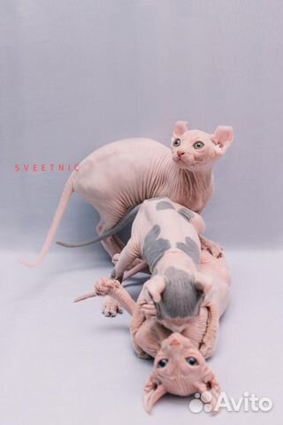 Котята породы Эльф