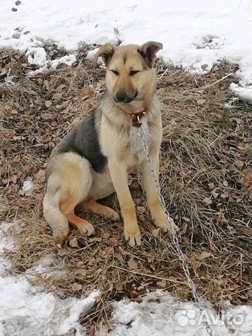 Овчаренок девочка Данелия 7 месяцев
