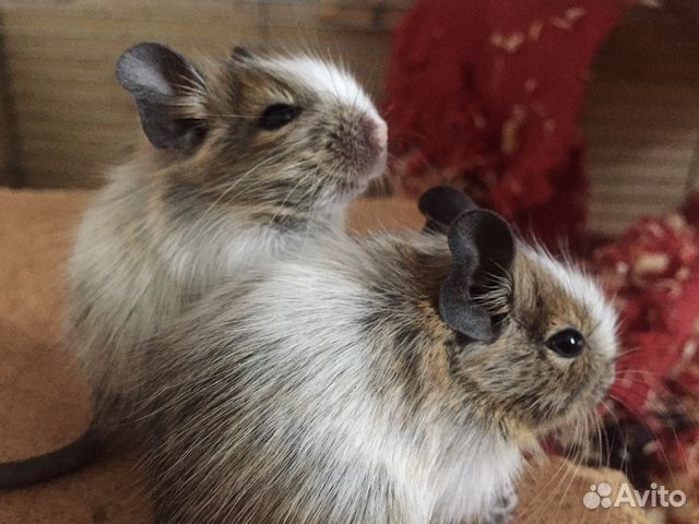 Дегу бельчата цветные