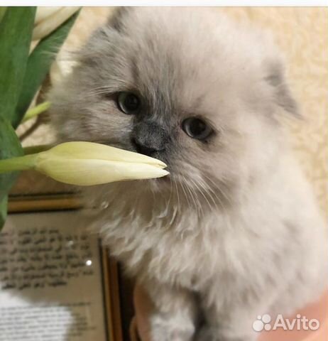 Маленькое чудо
