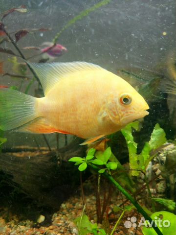 Рыбка Северум