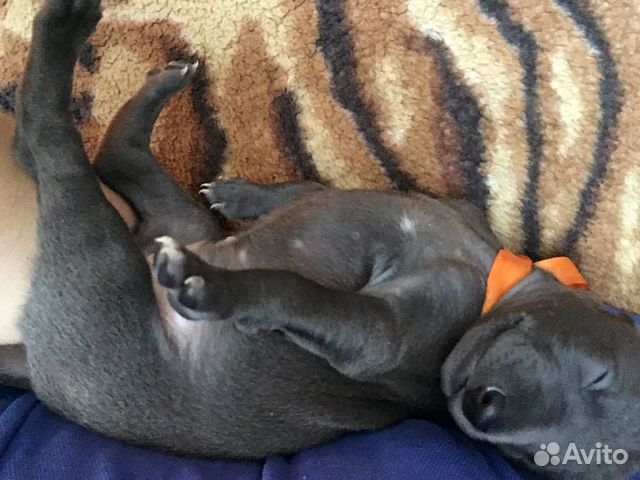 Щенки Левретки