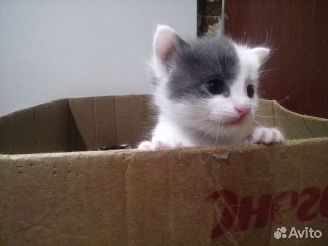 Красивые котятки