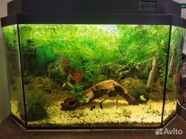 Аквариум 70 литров