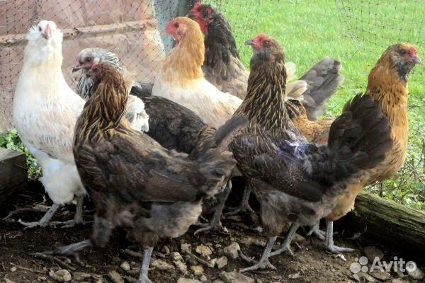 Инкубационное Яйцо породистой Курицы