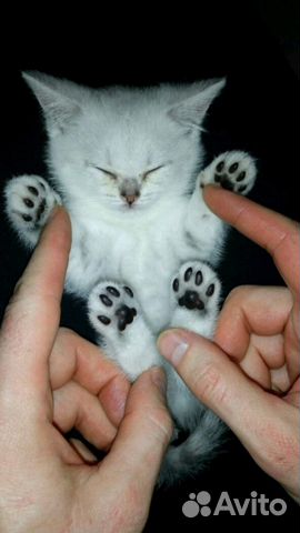 Шиншиллята серебристые