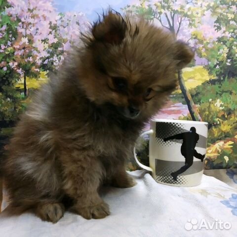 Малый немецкий шпиц