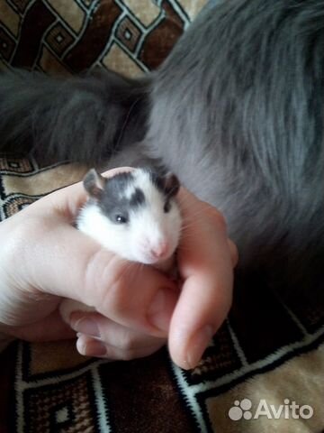 Отдам крысенка