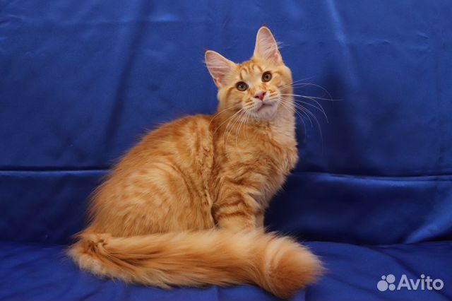 Крупный котик Квентин, готов к переезду