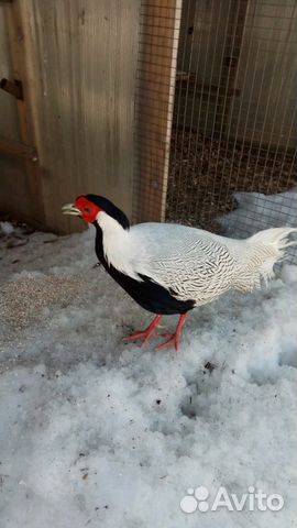 Индюки, Фазаны, Индоутки, Петухи