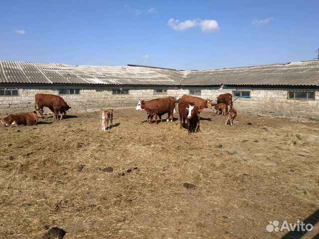 Перво телки с телятами