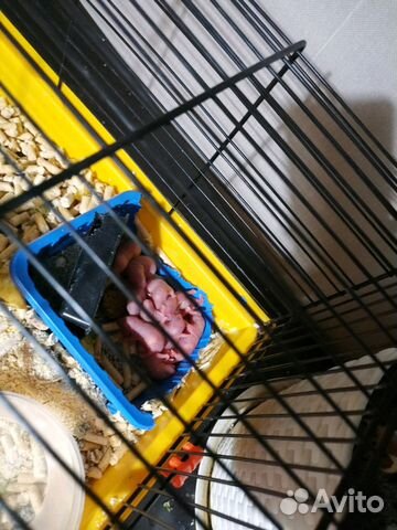 Крысята от крысы)