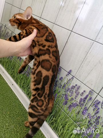 Бенгальская кошечка
