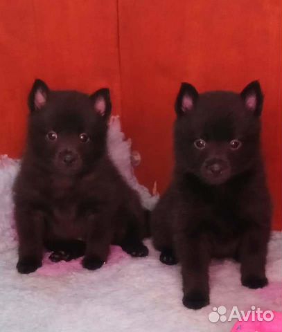 Шипперке - Маленькая овчарка