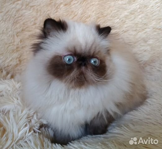 Очаровашка