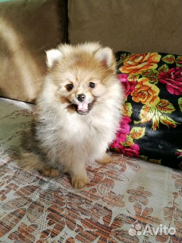 Щенок померанского шпица