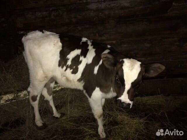 Обмен на телочку или бычка